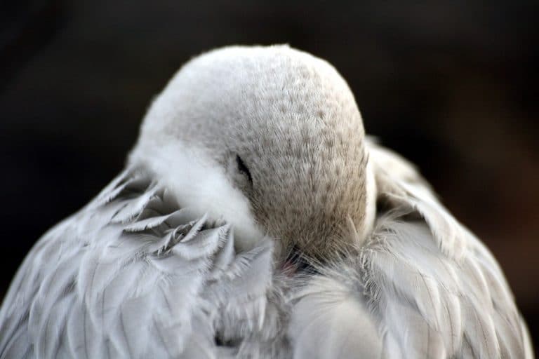 Duck Down vs Goose Down: Features, Comparison and Advantages